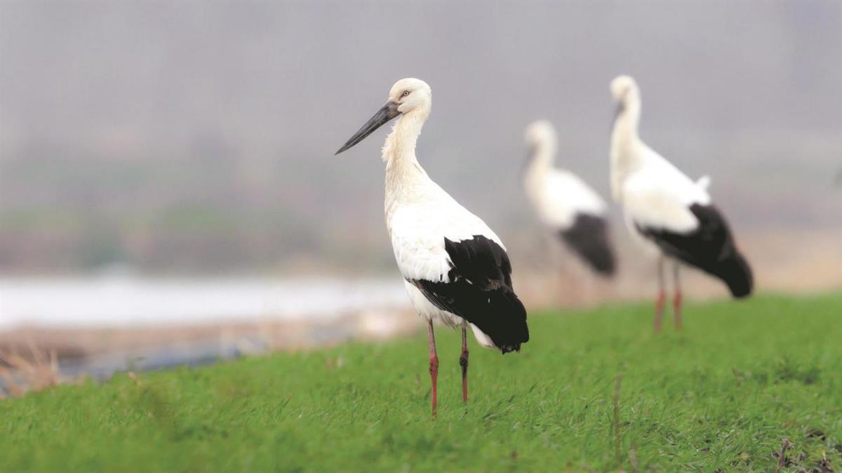 Amazing China Colorful Jingchu：Many New Records are Made as Winter ...