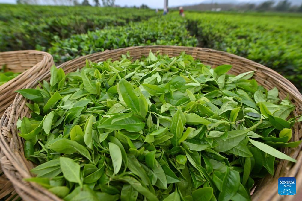 Farmers pick tea leaves at tea plantation in China's Hainan | 极目新闻