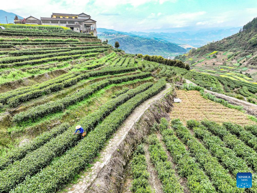 Tea gardens enter spring tea picking period in SW China | 极目新闻