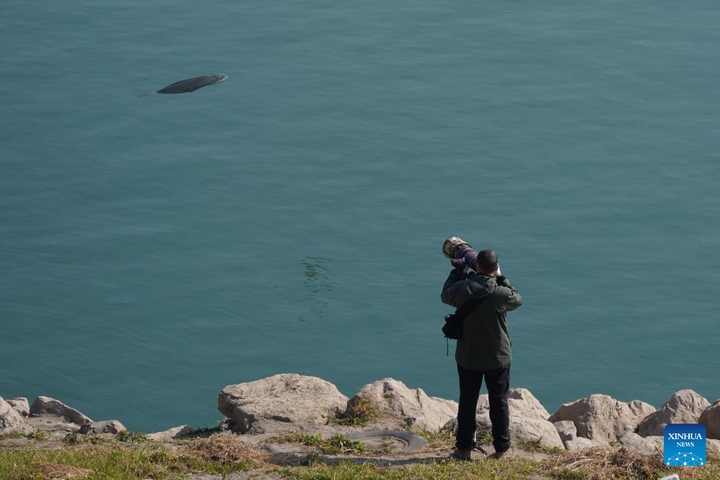 10-year fishing ban improves biodiversity in Yangtze River | 极目新闻