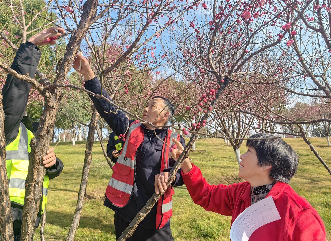 光谷近千株梅林初醒，早梅缀枝传春信 | 极目新闻