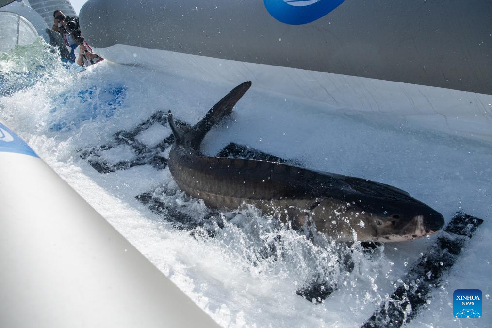 Over 200,000 Chinese sturgeons released into Yangtze River | 极目新闻