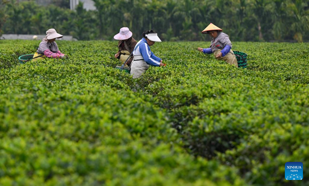 Farmers pick tea leaves at tea plantation in China's Hainan | 极目新闻