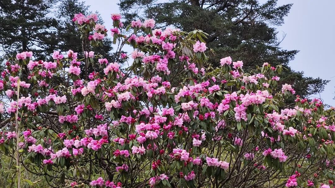 “五一”到瓦屋山看杜鹃花 成都出发2小时“刹拢” | 极目新闻