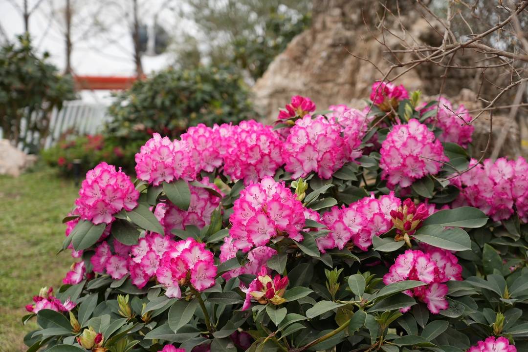 “花经济”焕发旅游新活力 四川“花样文章”好看又致富 | 极目新闻