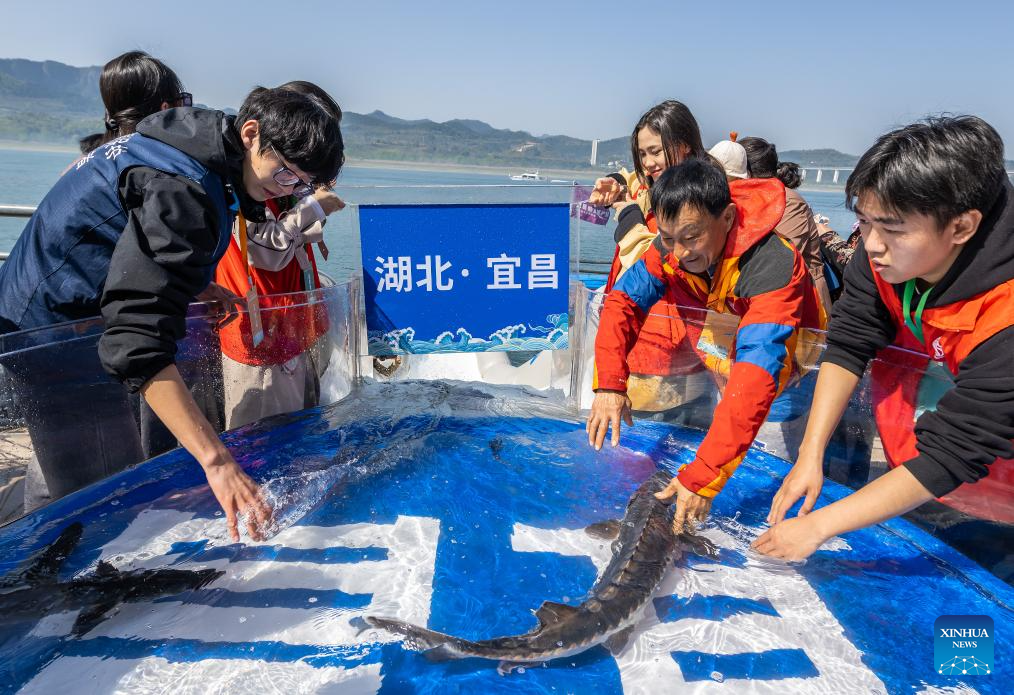Over 200,000 Chinese sturgeons released into Yangtze River | 极目新闻