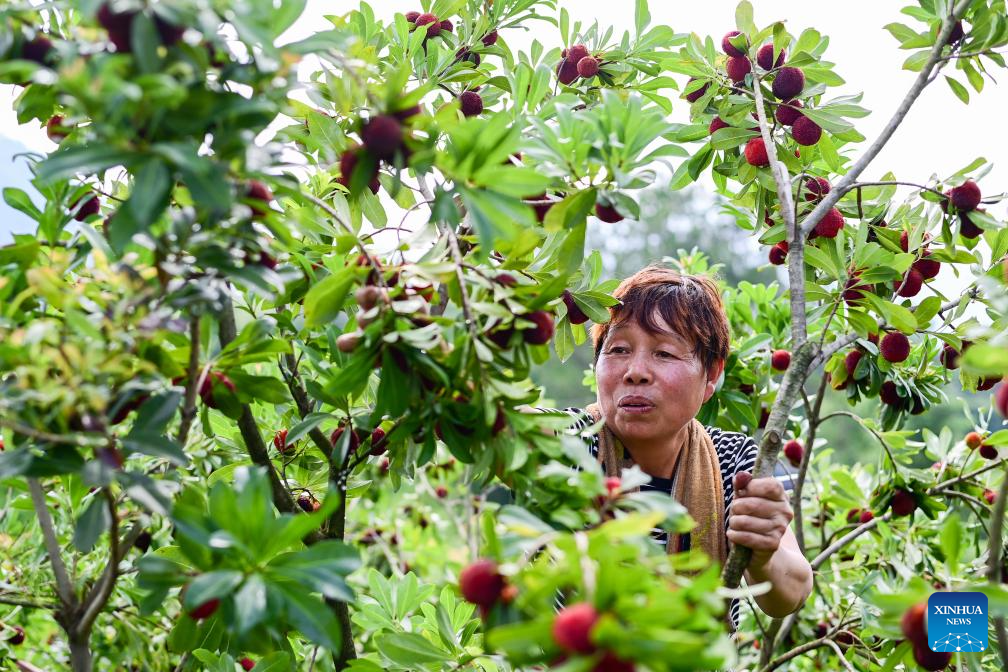 China's Zhejiang exports fresh Dongkui waxberries to Germany | 极目新闻