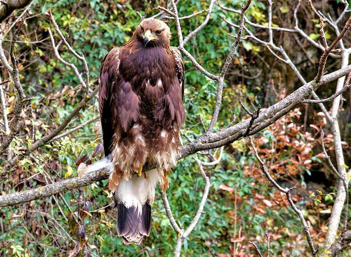 Amazing China Colorful Jingchu：Close-Up Golden Eagle Sighting in Badong ...