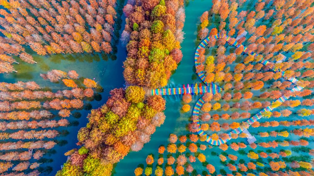 初冬水杉 色彩斑斓 | 极目新闻