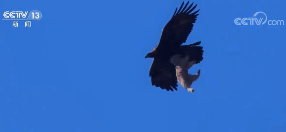 摄影爱好者捕捉到金雕抓羊震撼画面 “猛禽之王”何以频频亮相？ | 极目新闻