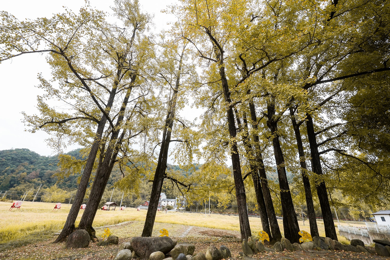 杭州富阳：第十五届万市银杏节暨山乡嘉年华开幕 | 极目新闻